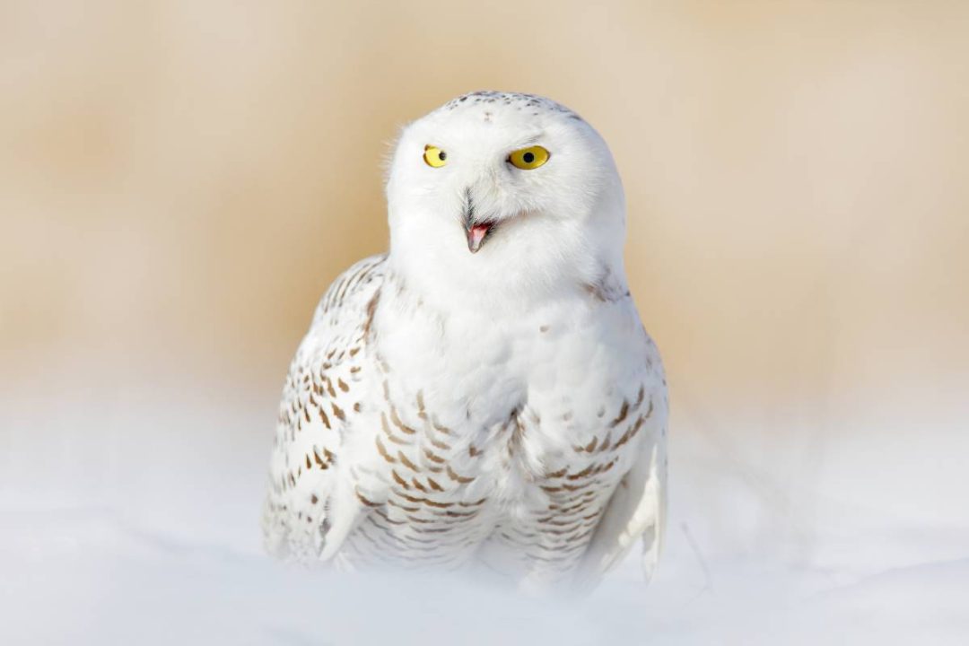 Symbolisme de la chouette - Tout ce que vous devez savoir - Terres d'éveil