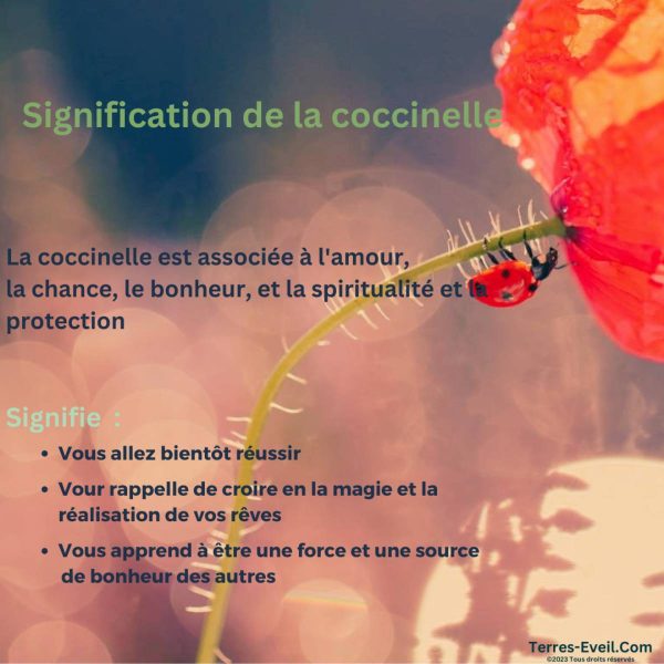 Signification et symbolisme de la coccinelle - Guide complet - Terres d ...